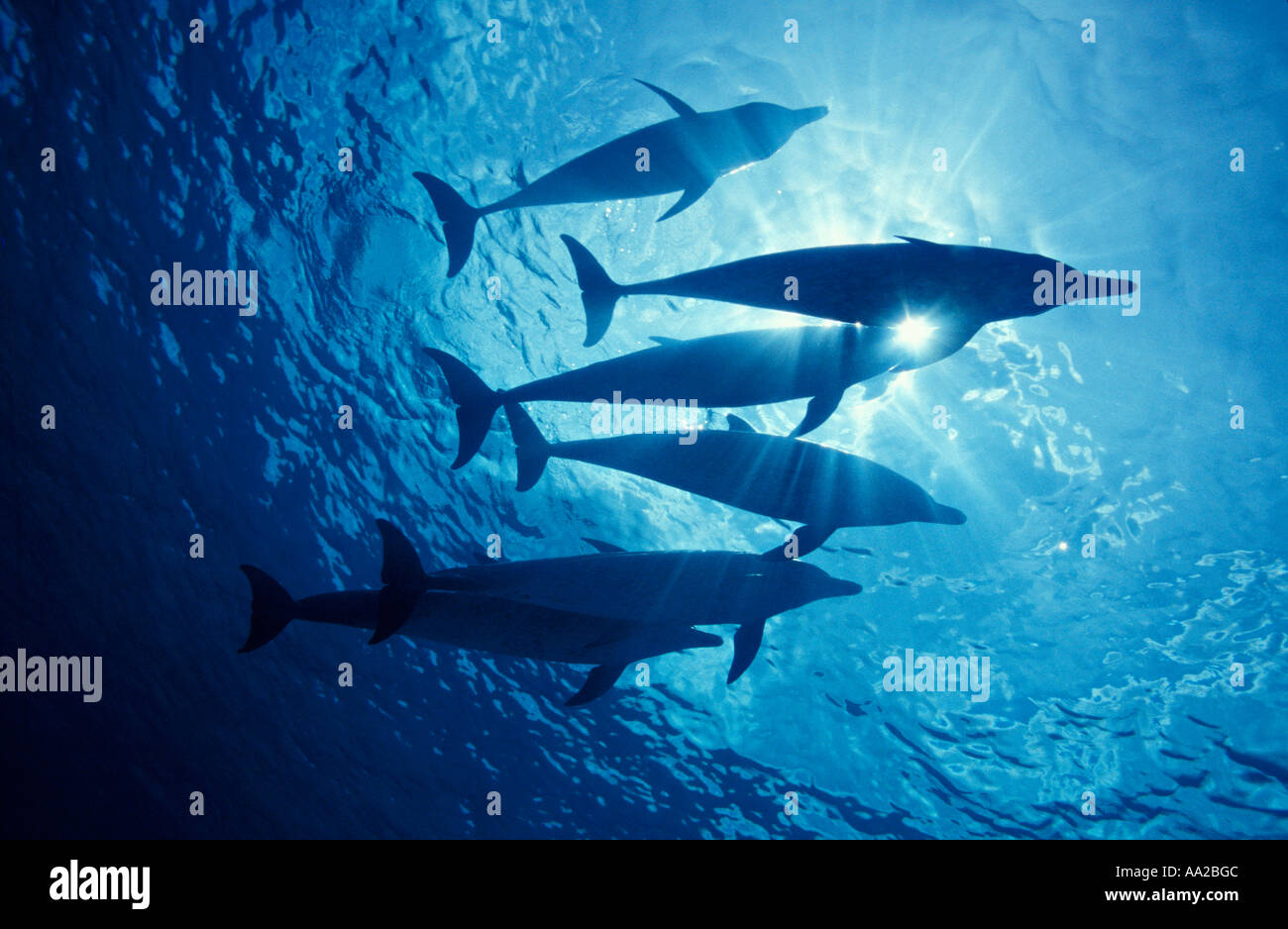 na157. wild pod of Atlantic Spotted Dolphins, Stenella frontalis ...