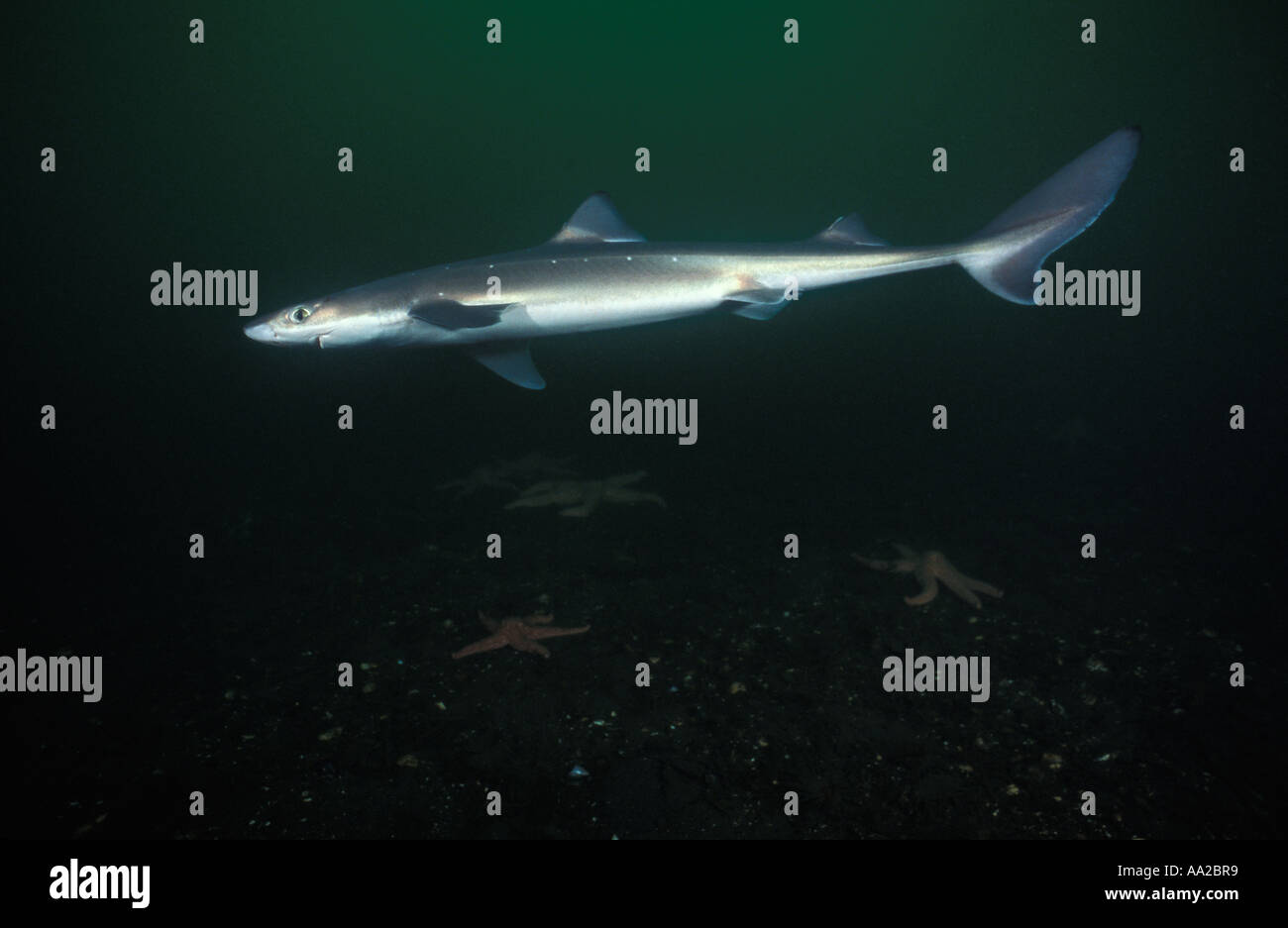 Spiny dogfish hi-res stock photography and images - Alamy
