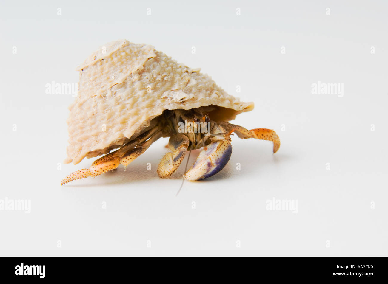 Pet hermit crab shells hi-res stock photography and images - Alamy