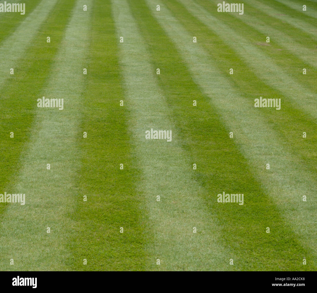 immaculate lawn grass close up Stock Photo - Alamy