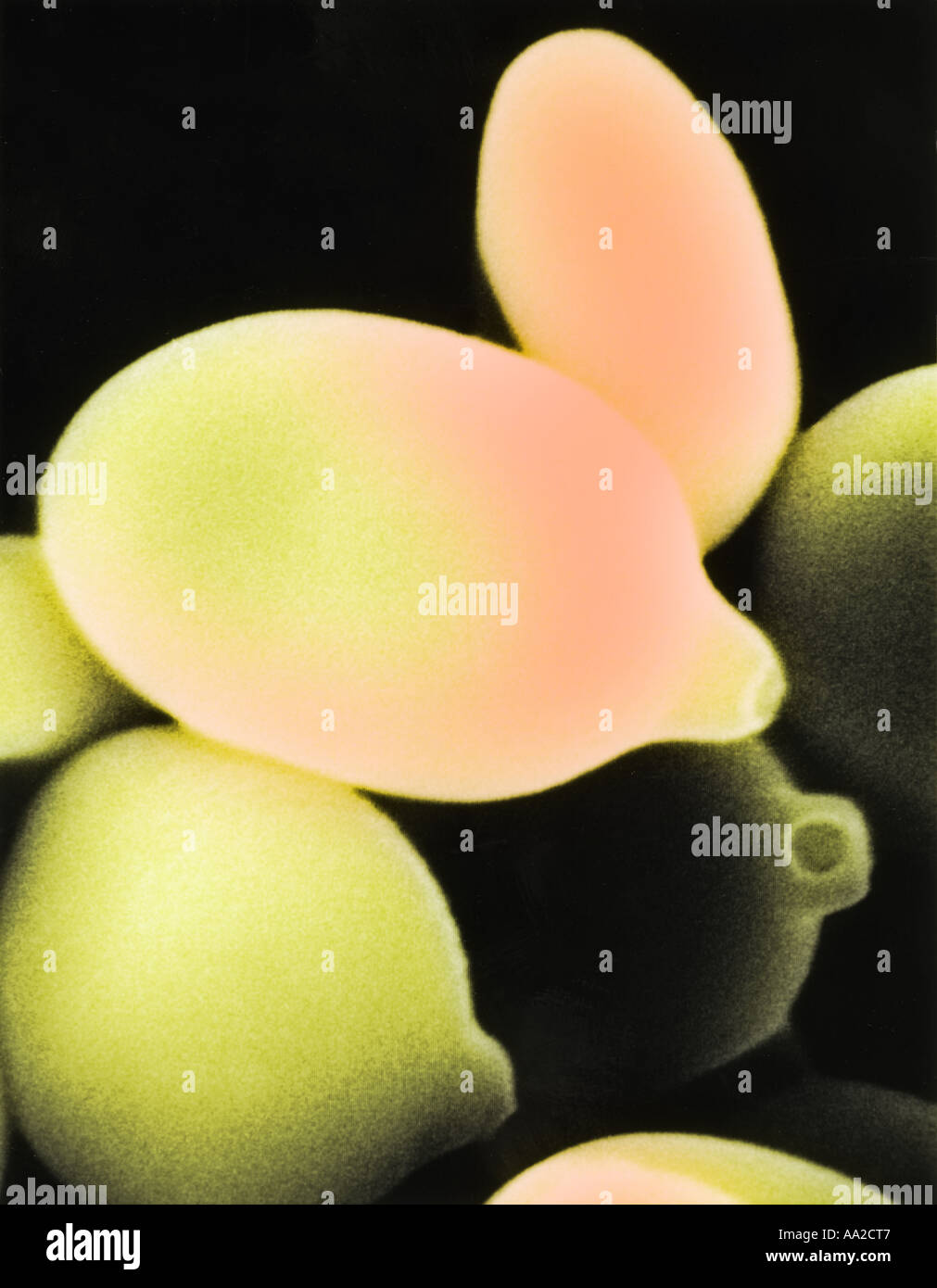 Spore mushroom micrograph hi-res stock photography and images - Alamy