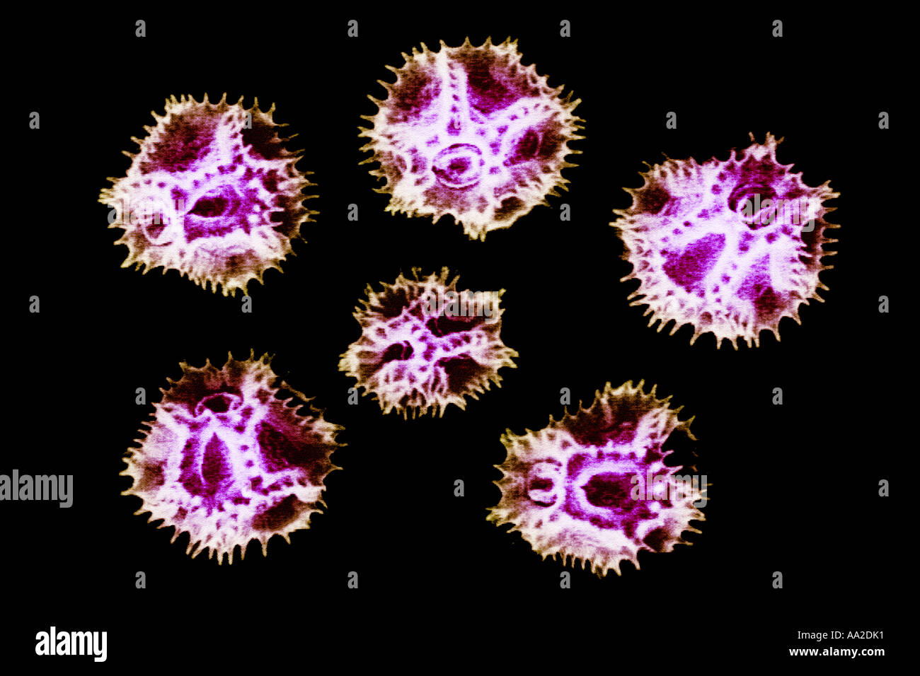scanning electron micrograph of pollen grain Stock Photo - Alamy