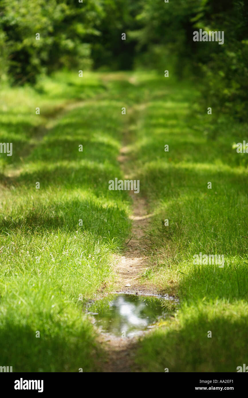 Country walking path through the woods Stock Photo - Alamy