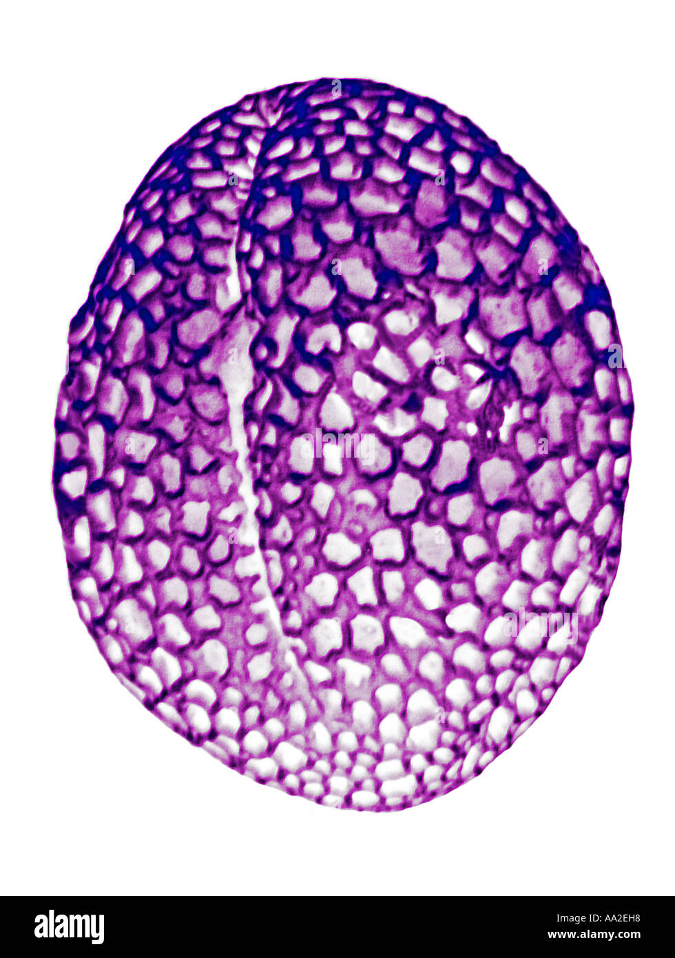scanning electron micrograph of pollen grain Stock Photo - Alamy
