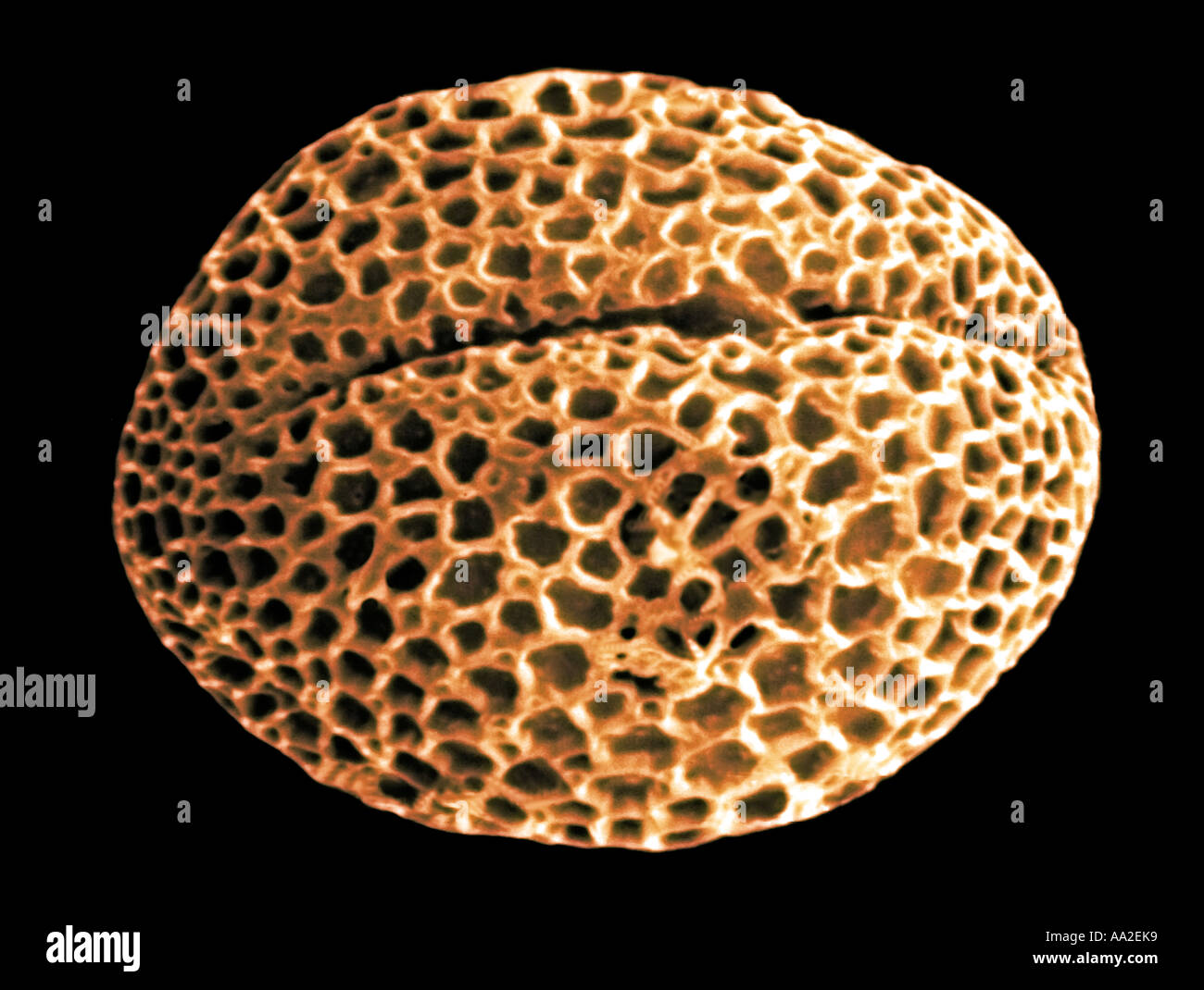 scanning electron micrograph of pollen grain Stock Photo - Alamy