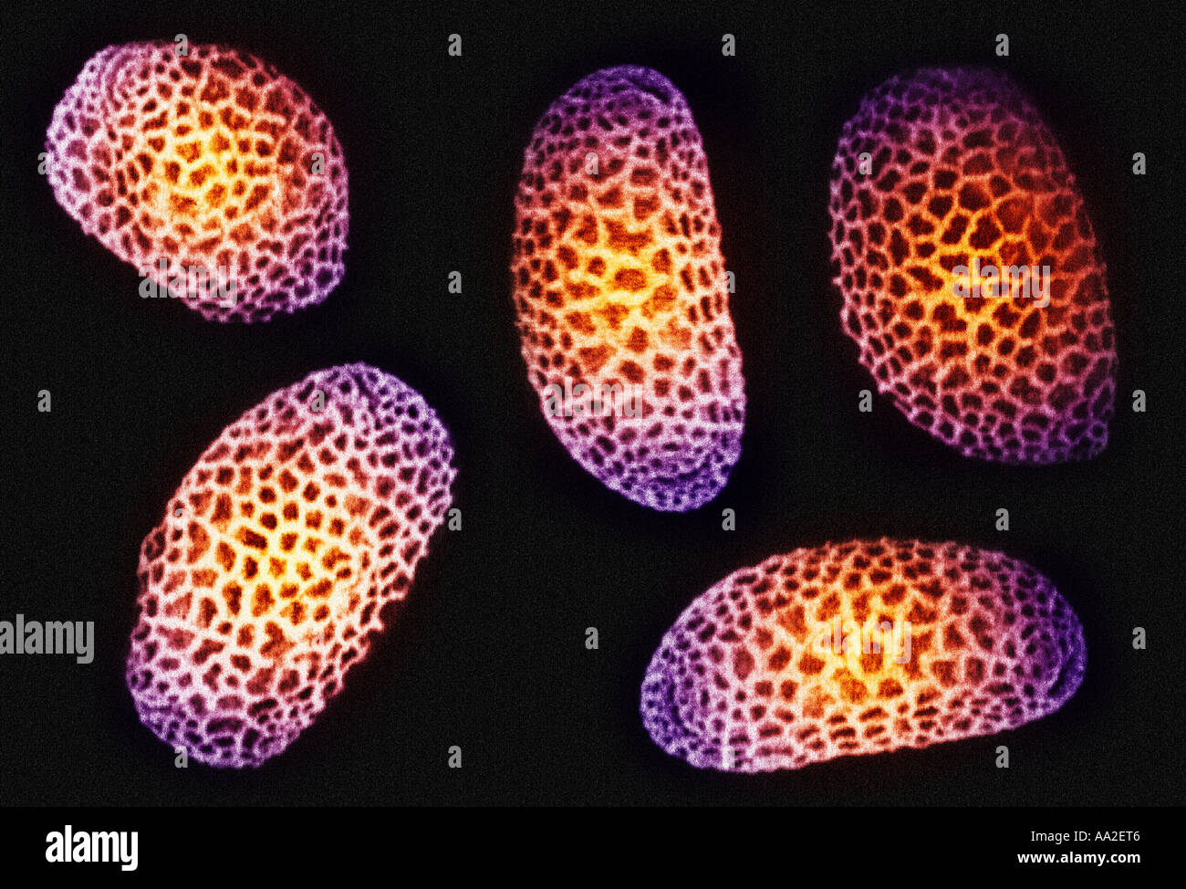 scanning electron micrograph of pollen grain Stock Photo - Alamy scanning electron micrograph of pollen grain Stock Photo - Alamy