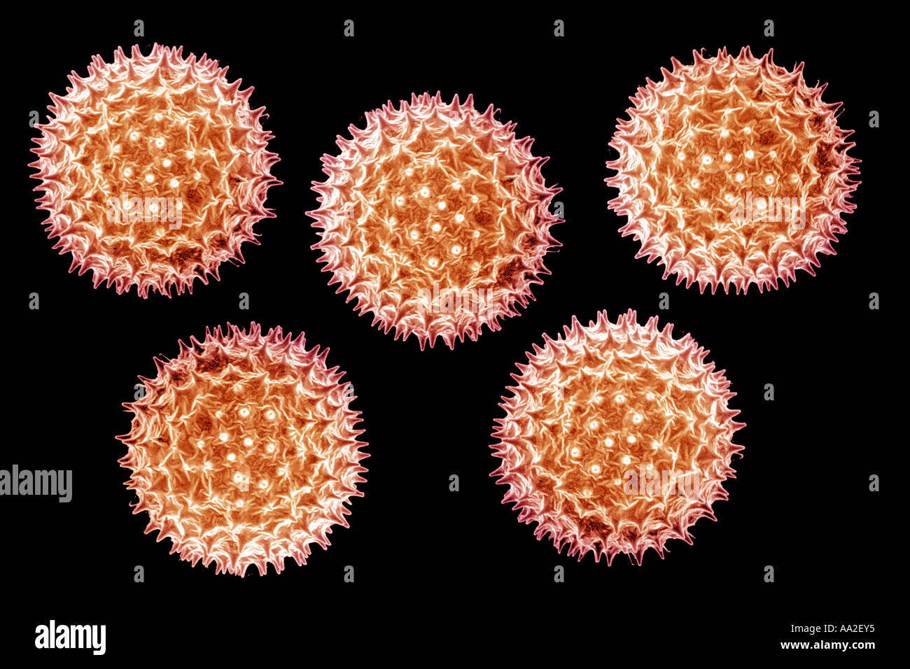scanning electron micrograph of pollen grain Stock Photo - Alamy