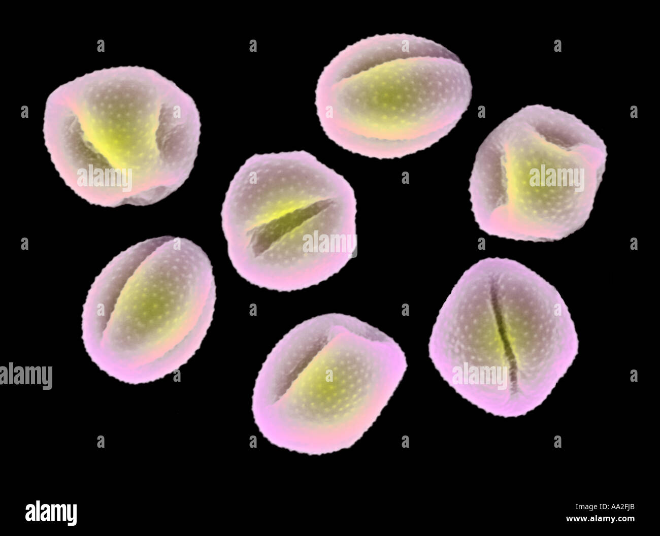 scanning electron micrograph of pollen grain Stock Photo - Alamy