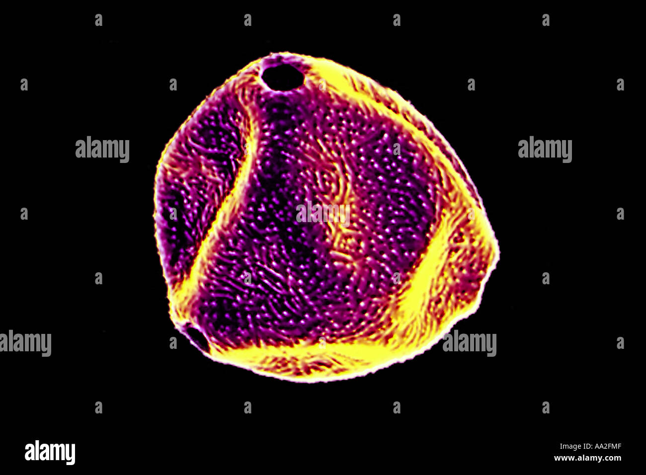 scanning electron micrograph of pollen grain Stock Photo - Alamy