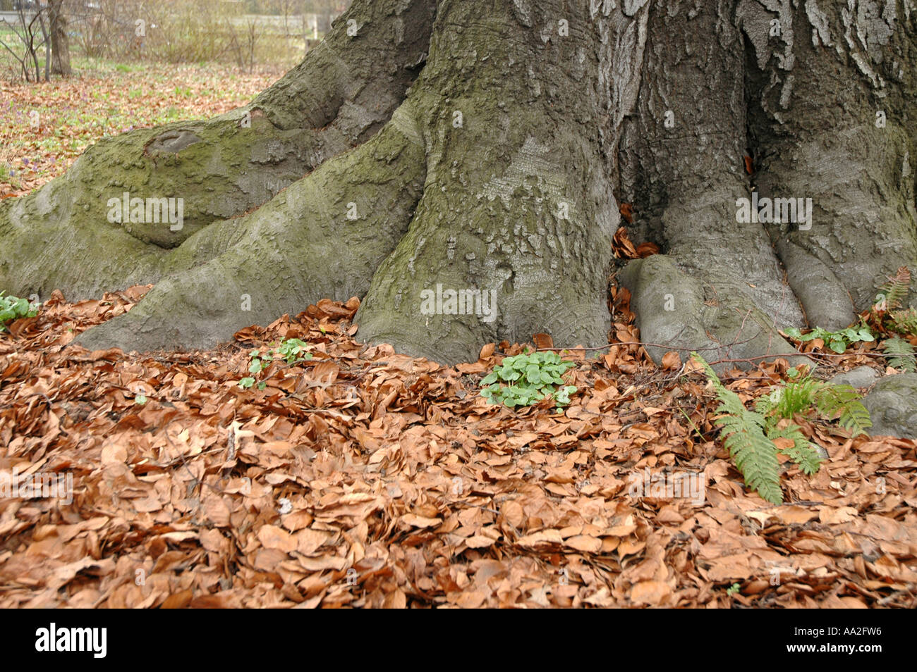European Beech fagus sylvatica tree Stock Photo - Alamy