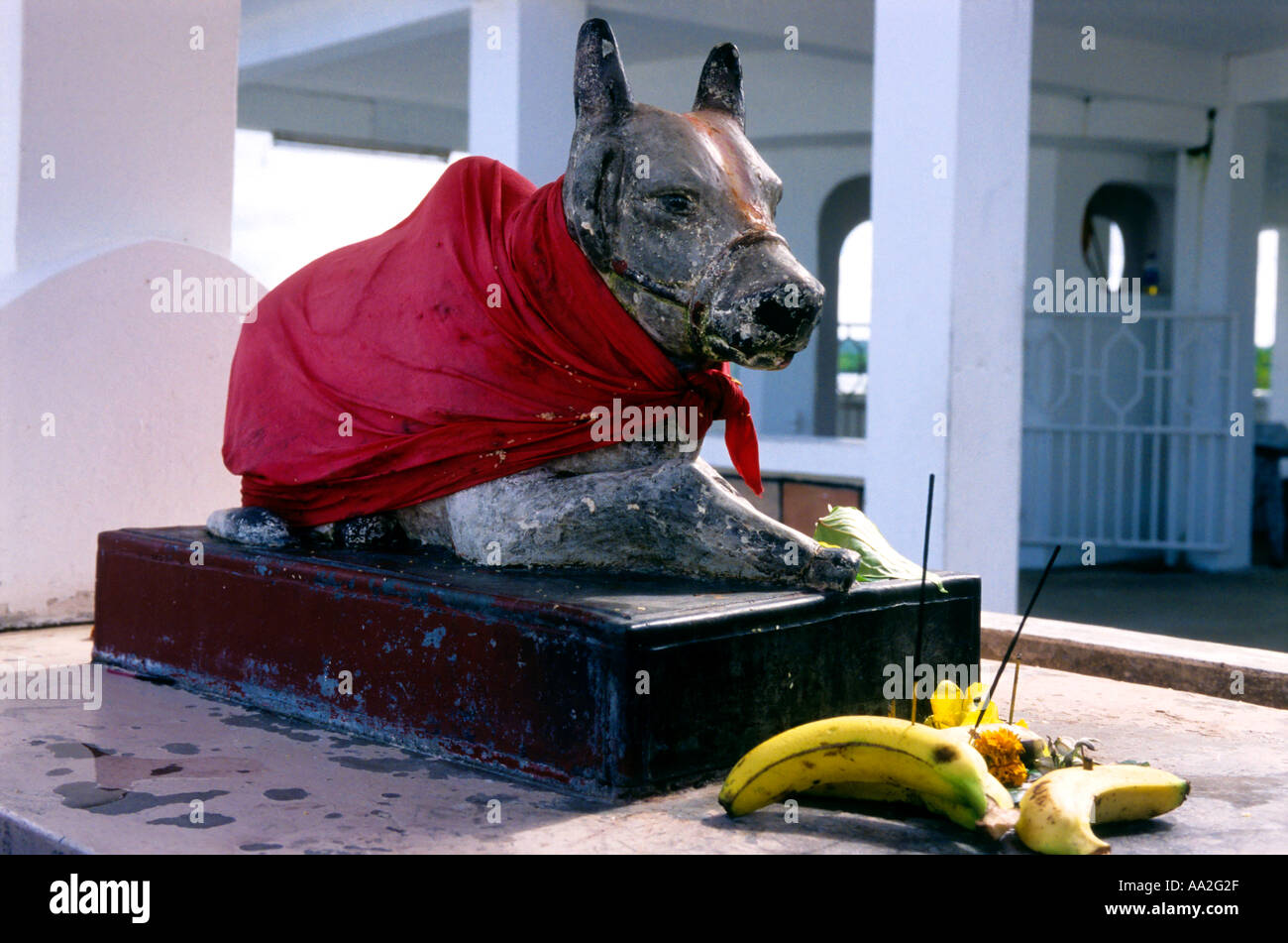 Scared calf at hindu temple Mauritius Stock Photo - Alamy
