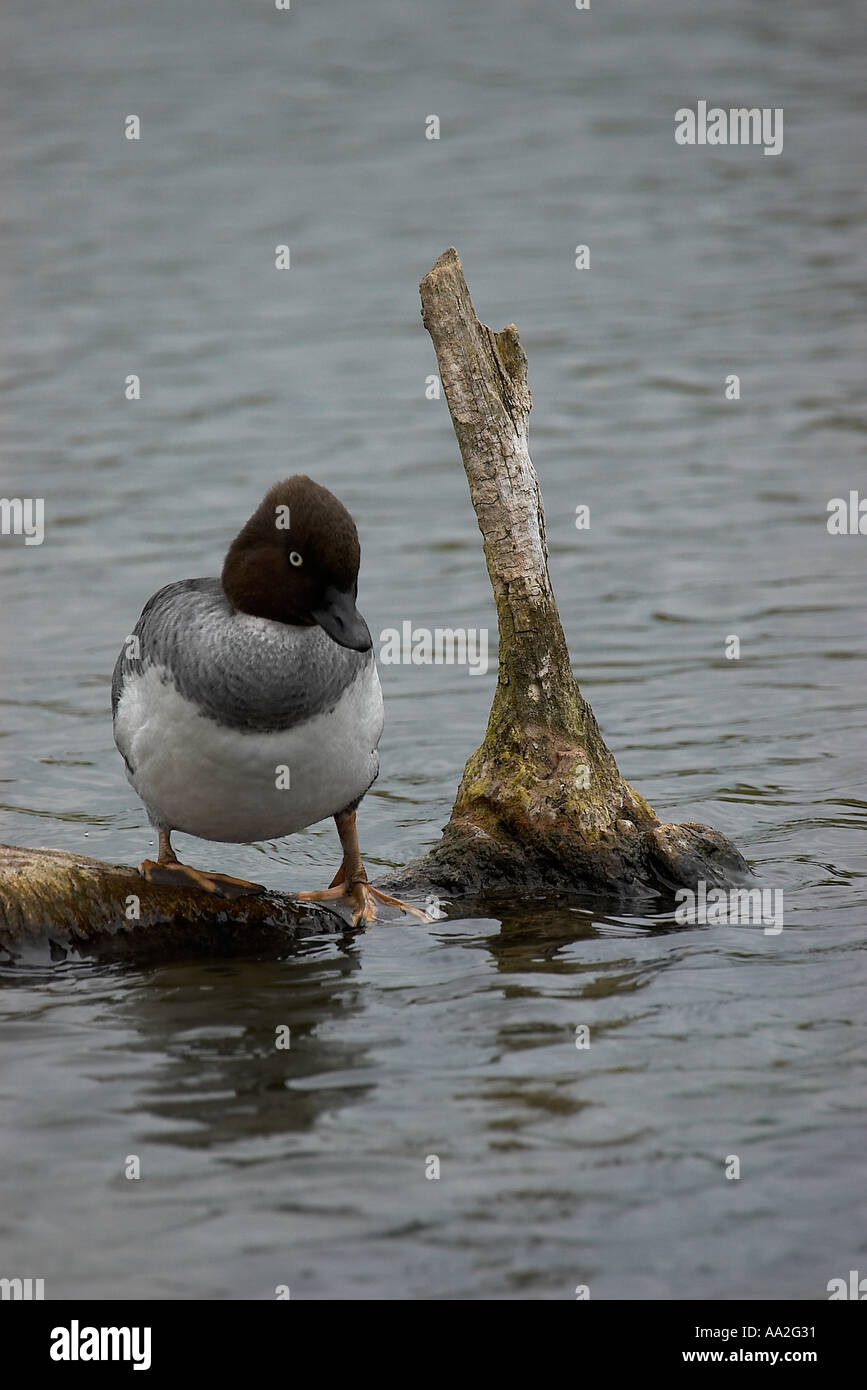Barrow Goldeneye High Resolution Stock Photography and Images - Alamy