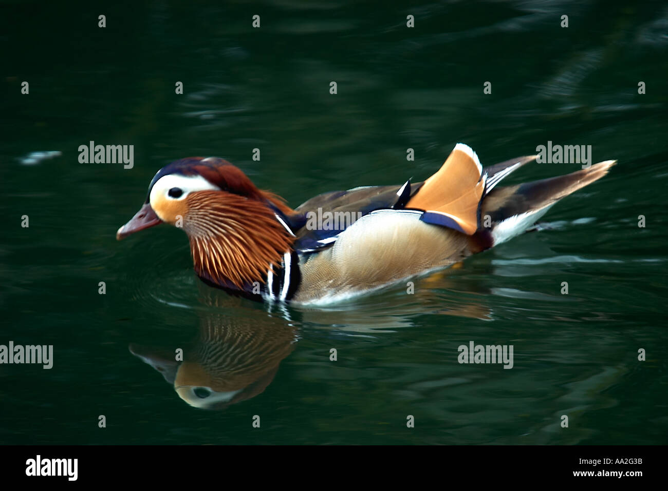 Landscape format of mandarin duck hi-res stock photography and images ...
