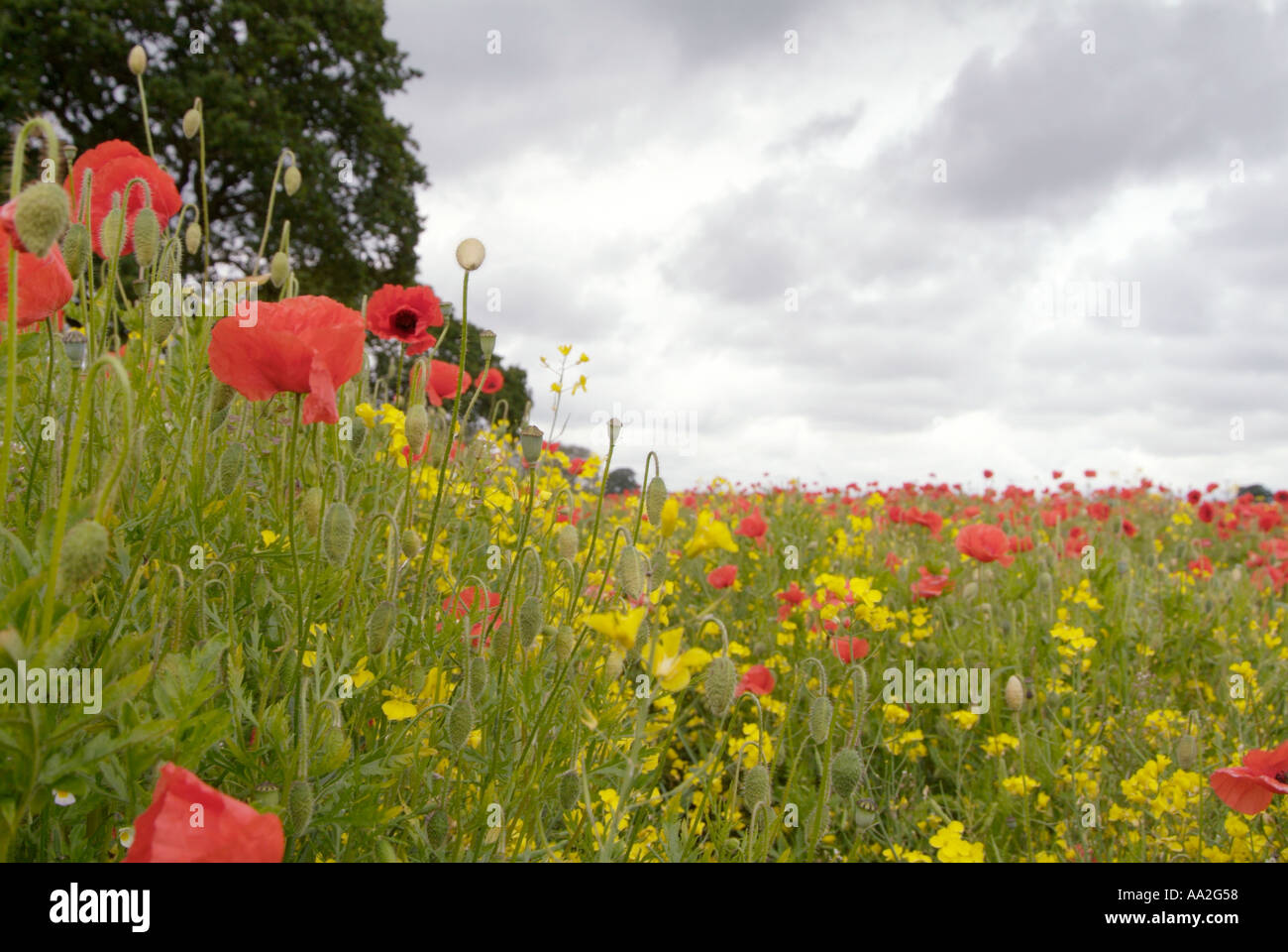 Wild flowers in field poppy poppies nature natural meadow field margin ...
