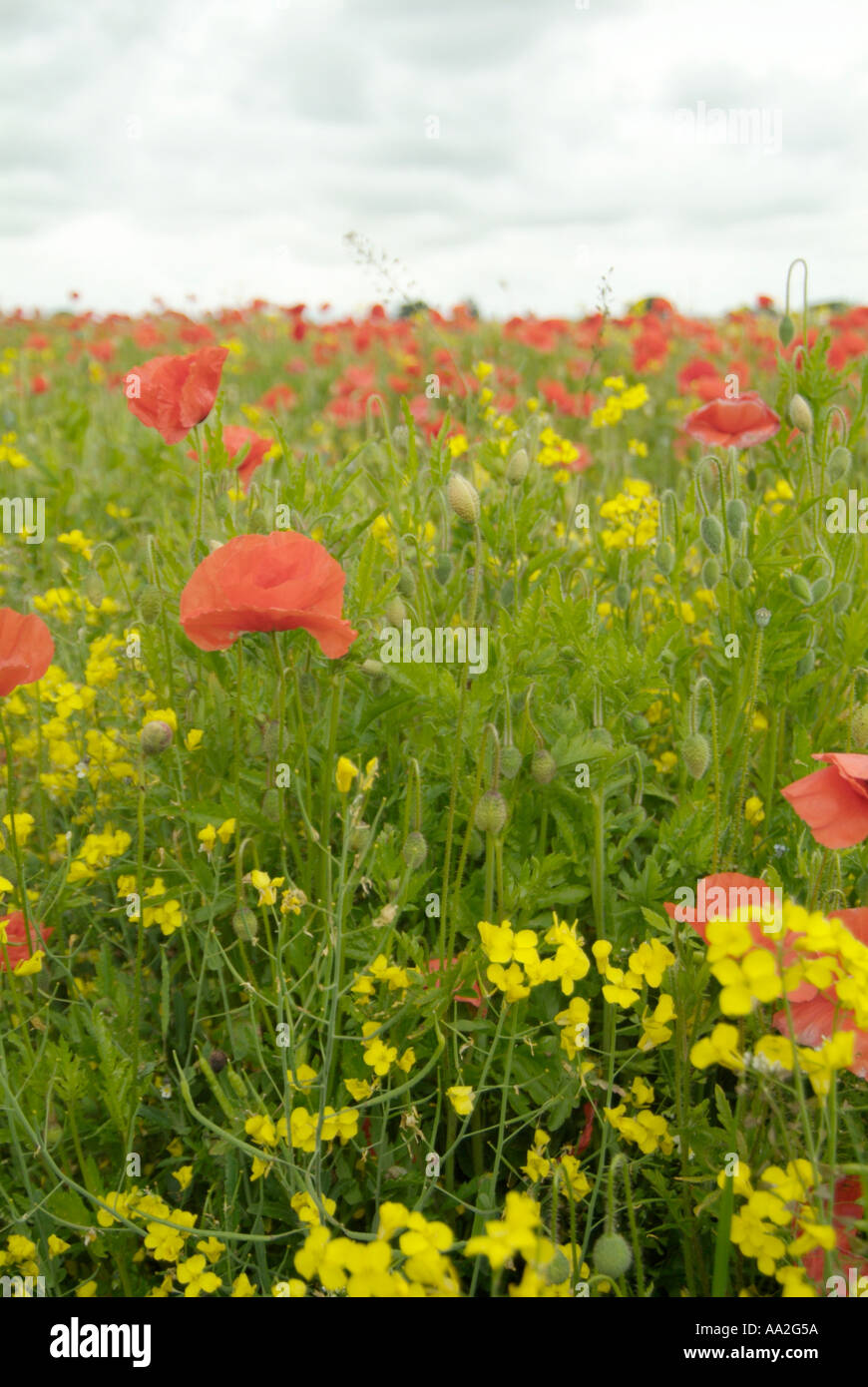 Wild flowers in field poppy poppies nature natural meadow field margin ...