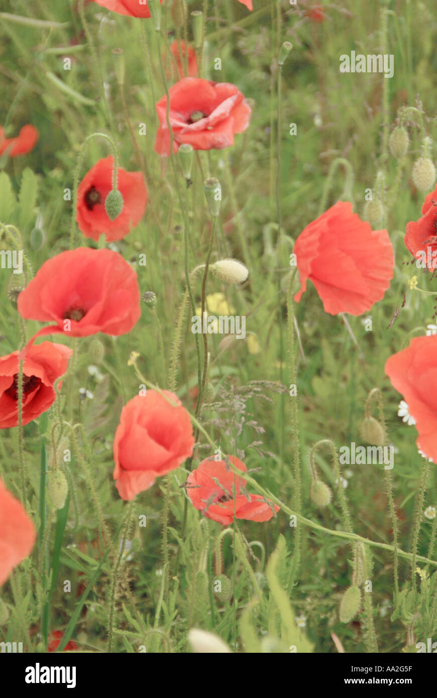 Wild flowers in field poppy poppies nature natural meadow field margin ...