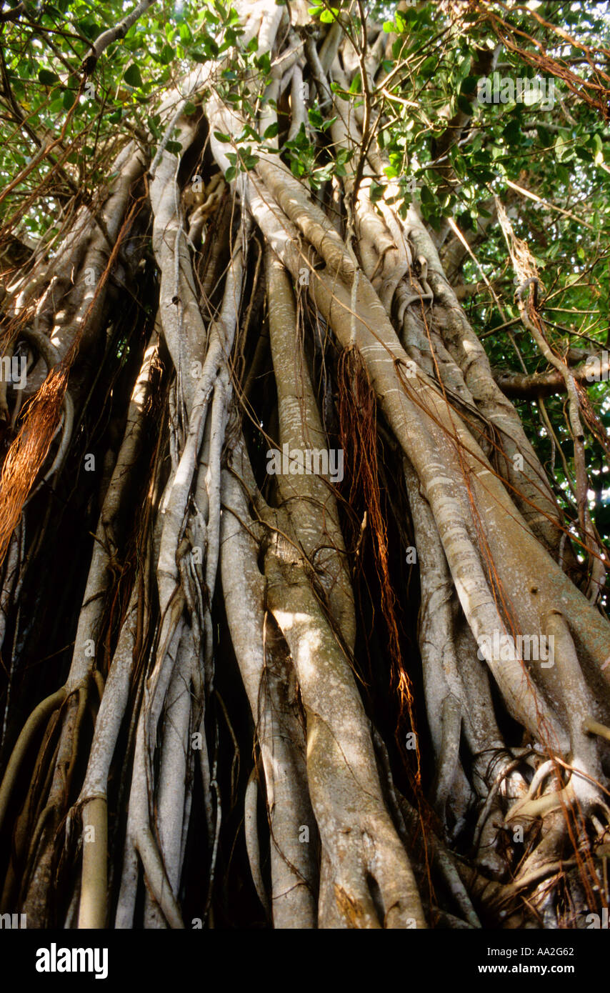 Vines from huge tree in Mauritius Stock Photo - Alamy