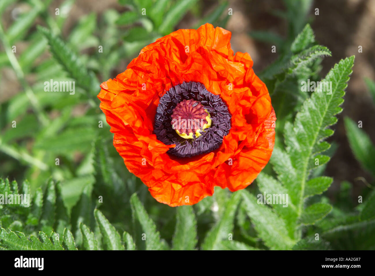 Plan view of an Oriental Poppy Allegro Vivace flower with its orangey ...