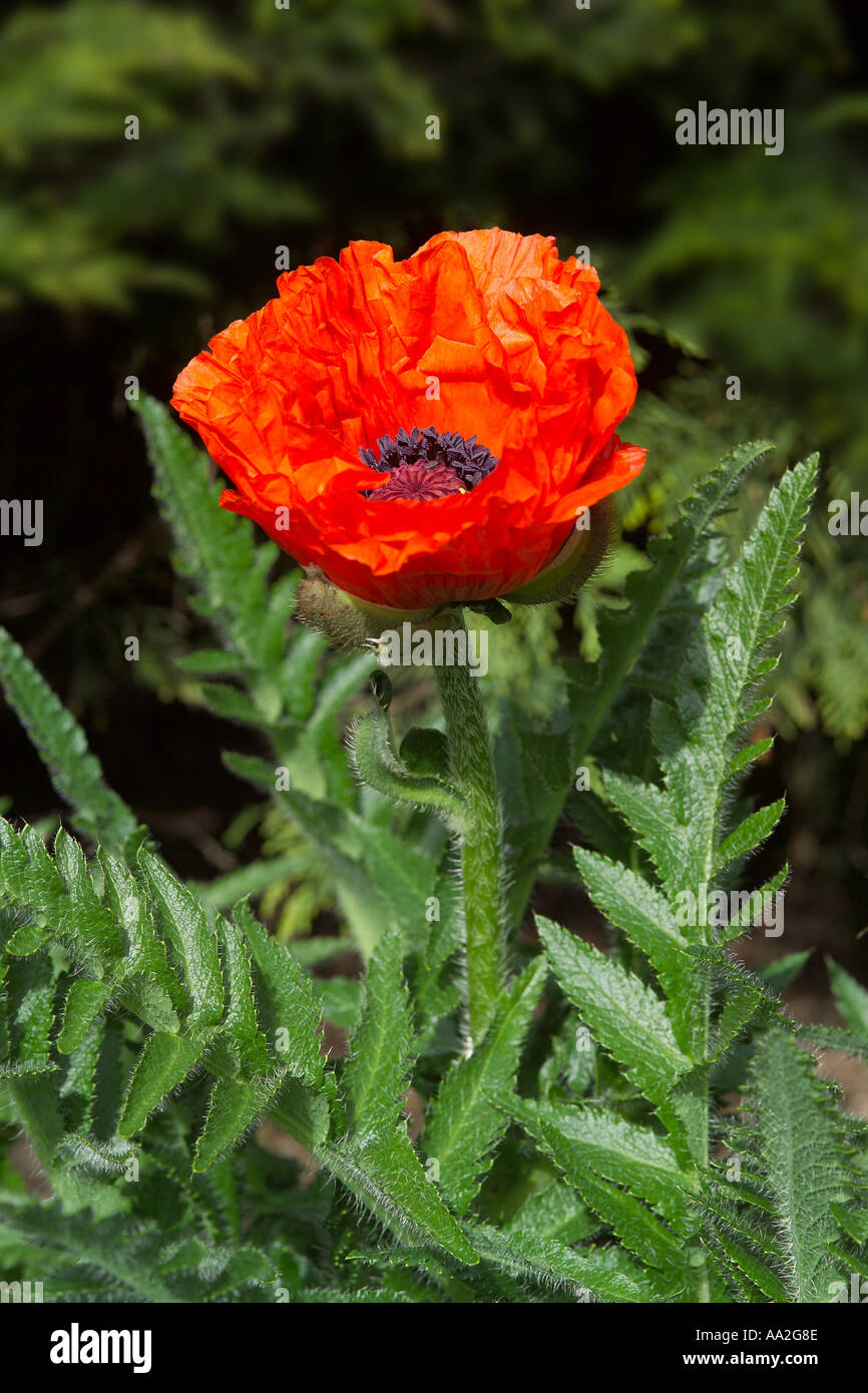 Vivace hi-res stock photography and images - Alamy