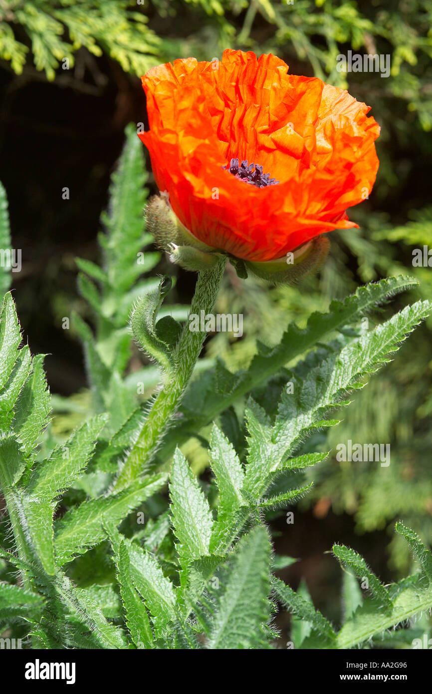 Side view of Oriental Poppy Allegro Vivace, with vermilion-coloured ...