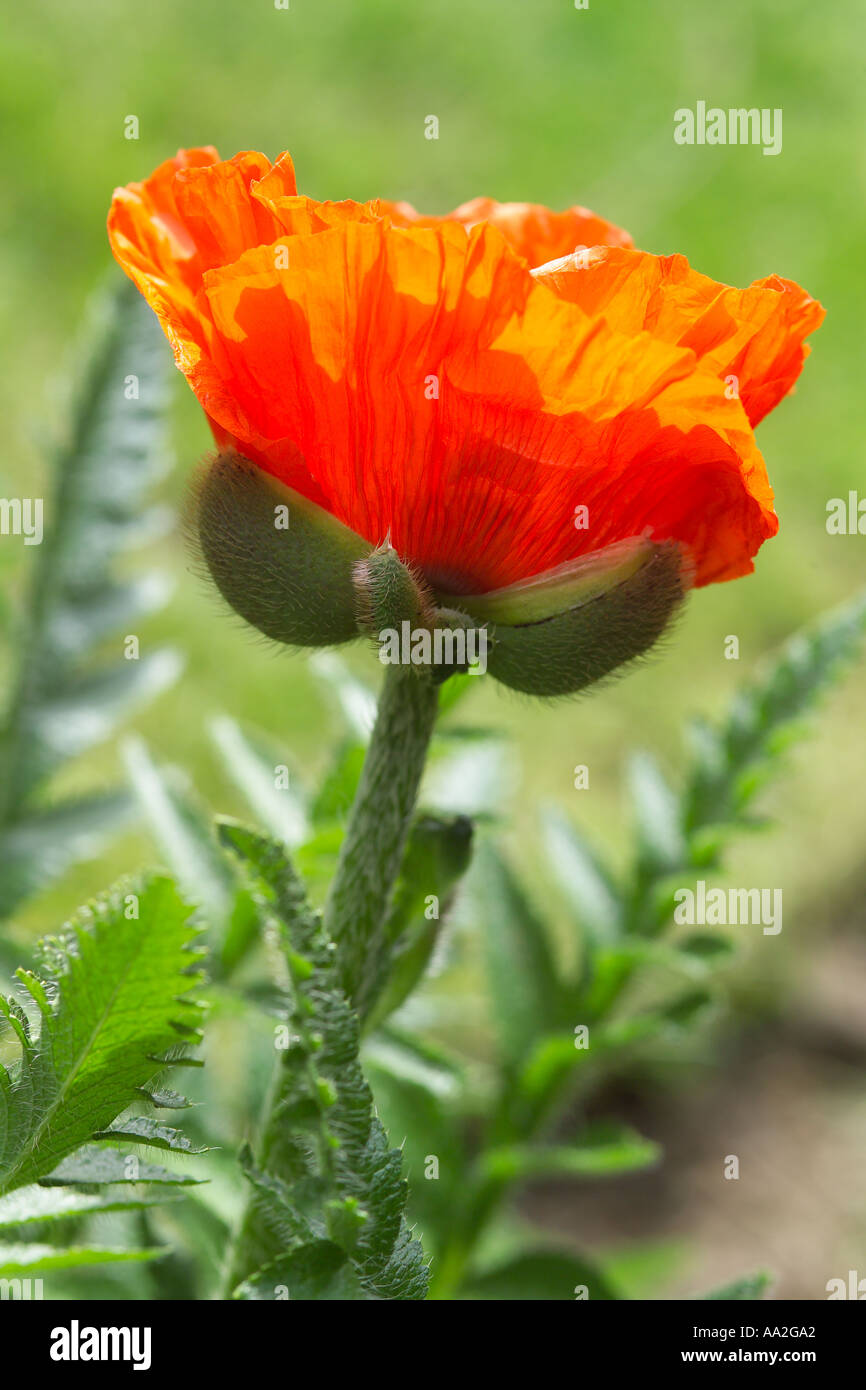 Side view of Oriental Poppy Allegro Vivace, with vermilion-coloured ...