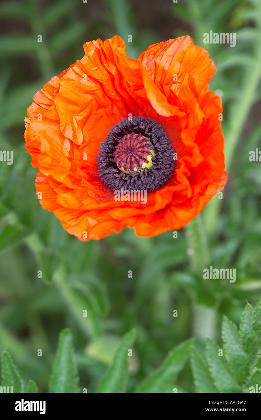 Plan view of an Oriental Poppy Allegro Vivace flower with its orangey ...