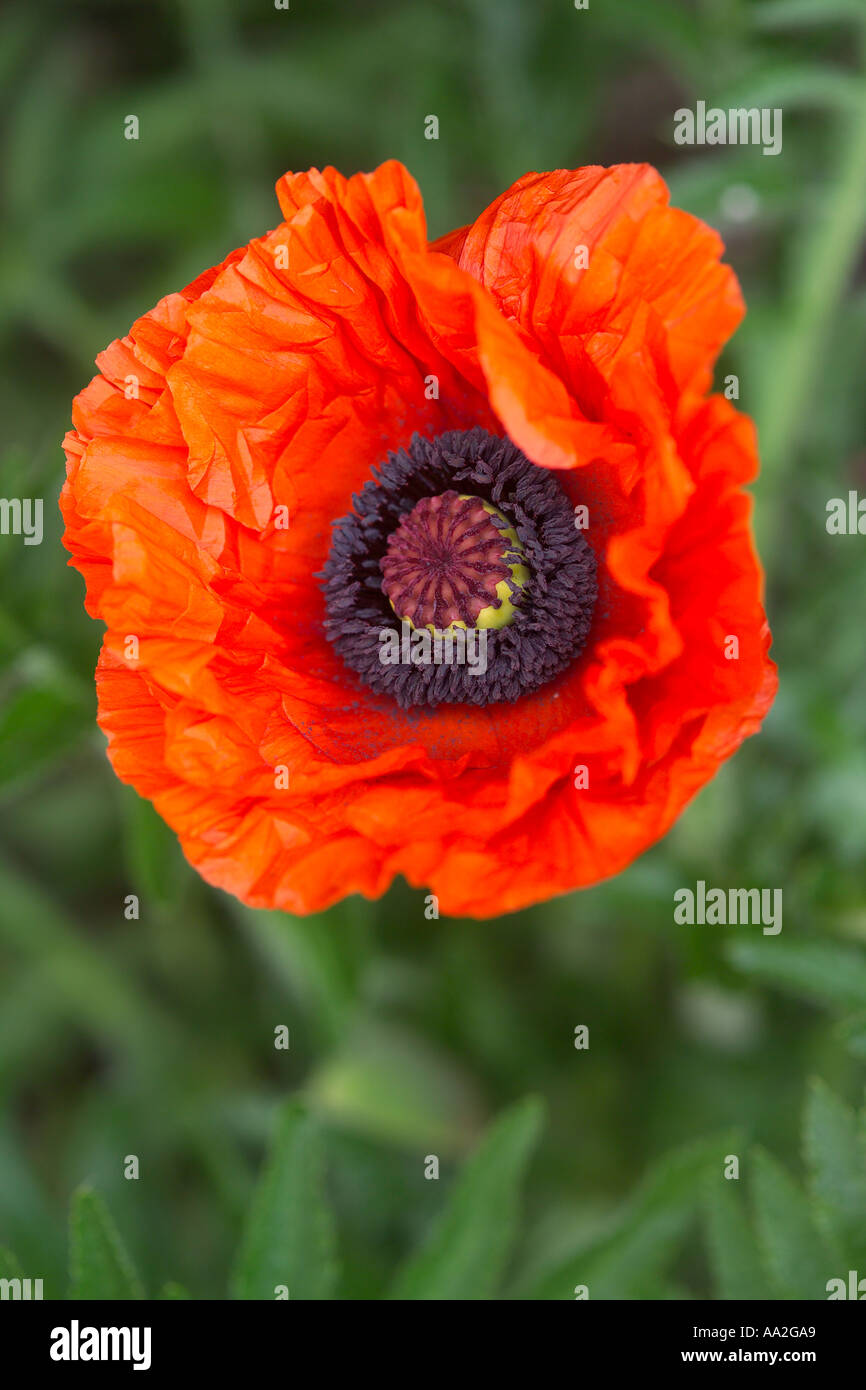 Plan view of an Oriental Poppy Allegro Vivace flower with its orangey ...