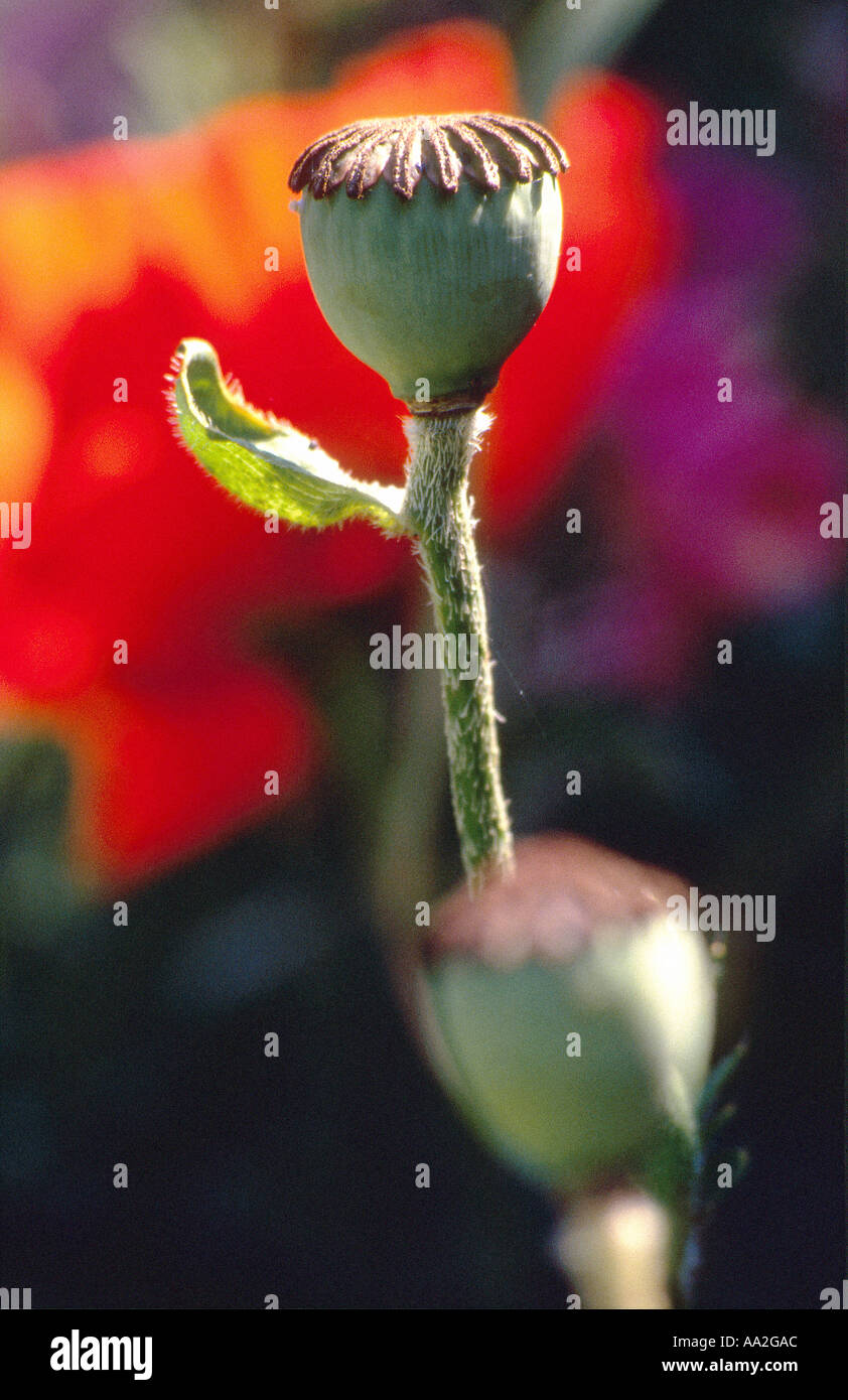 Allegro vivace hi-res stock photography and images - Alamy