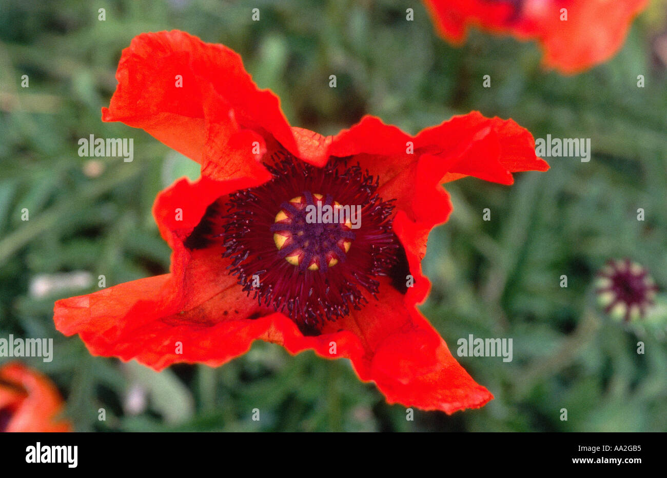 Plan view of a red oriental poppy flower Stock Photo - Alamy