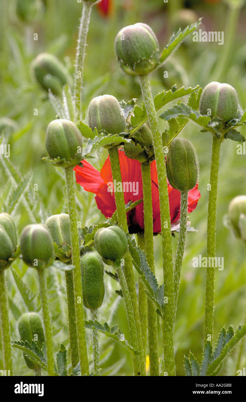 Oriental poppies allegro hi-res stock photography and images - Alamy
