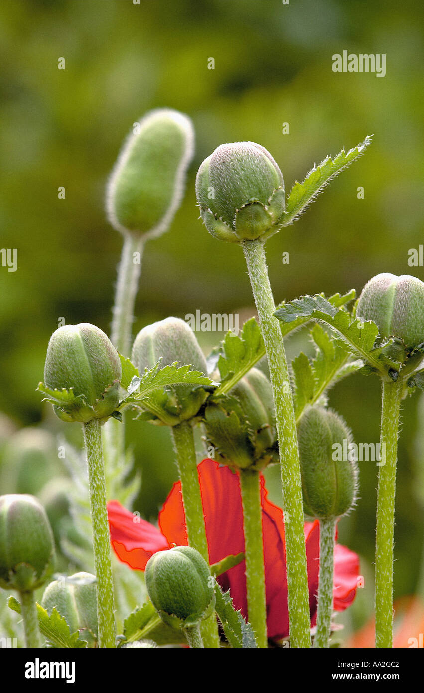 Allegro poppy hi-res stock photography and images - Alamy