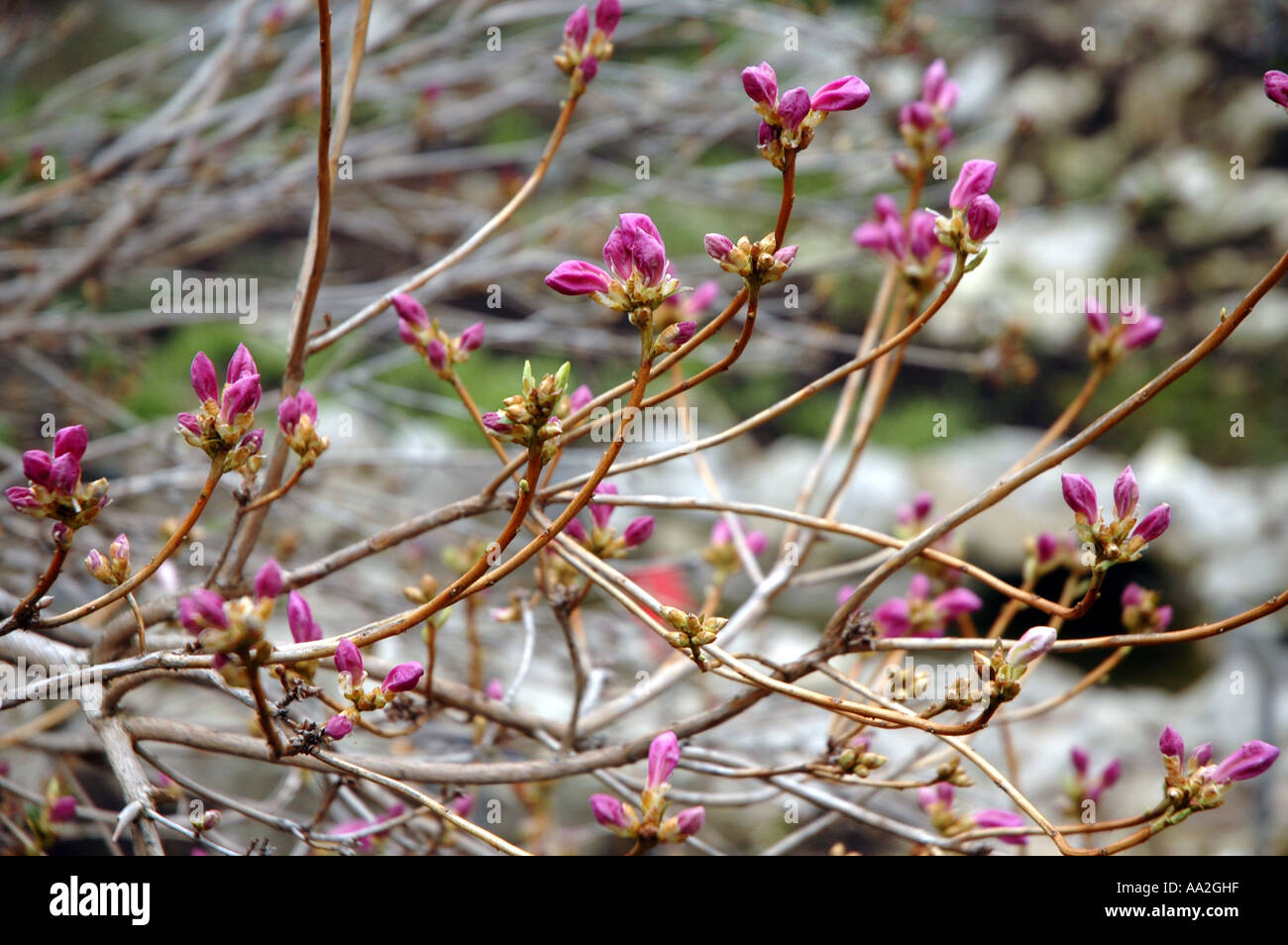 Rhododendron Mucronulatum Snow Azalea flower also called Korean ...