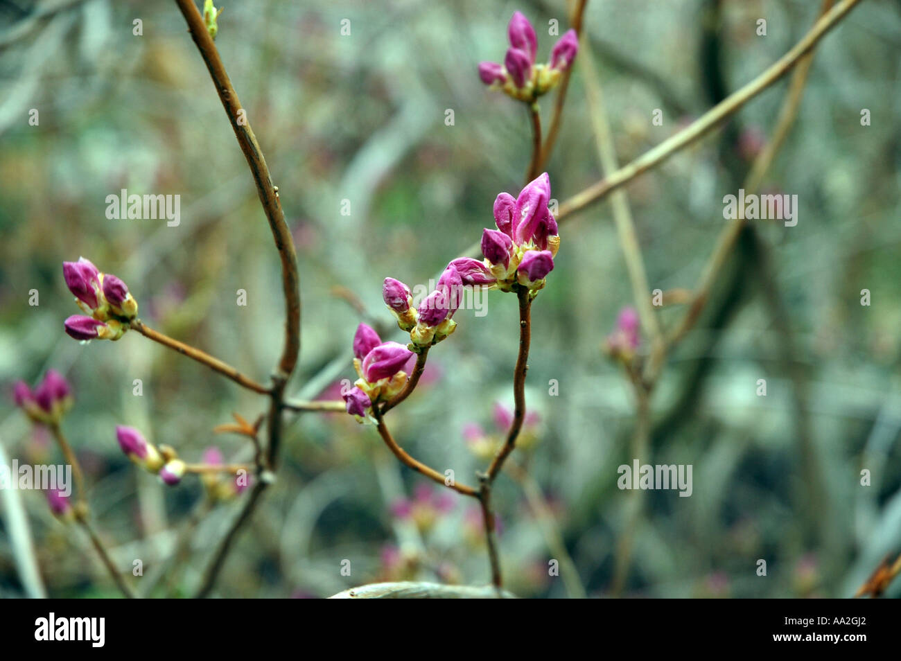 Rhododendron Mucronulatum Snow Azalea flower also called Korean ...