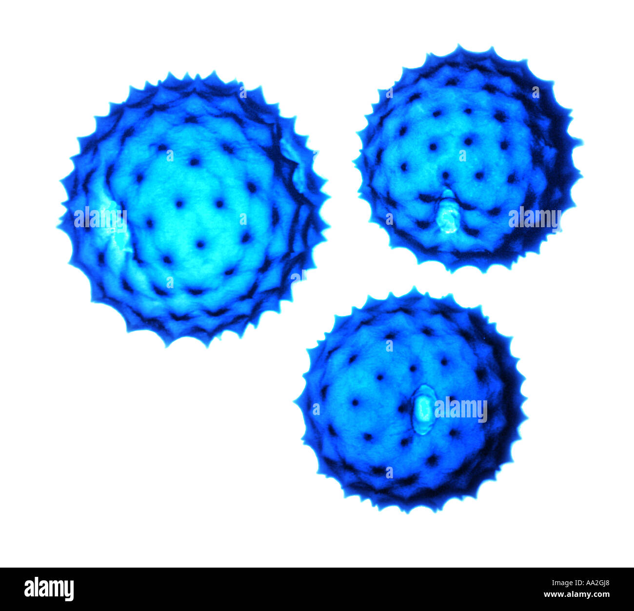 scanning electron micrograph of pollen grain Stock Photo - Alamy