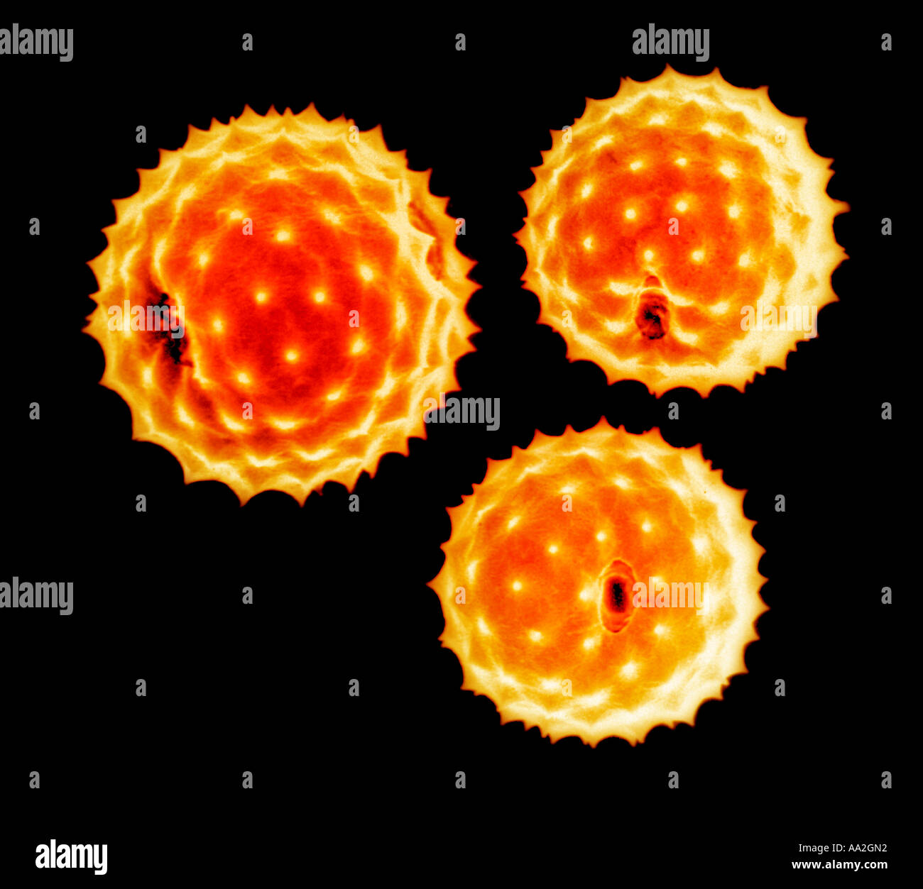 scanning electron micrograph of pollen grain Stock Photo - Alamy