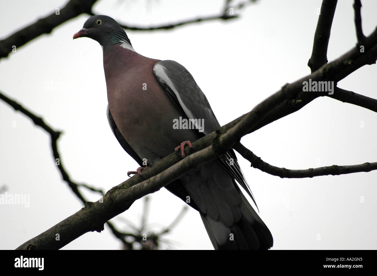 Dove sitting on a branch Stock Photo - Alamy
