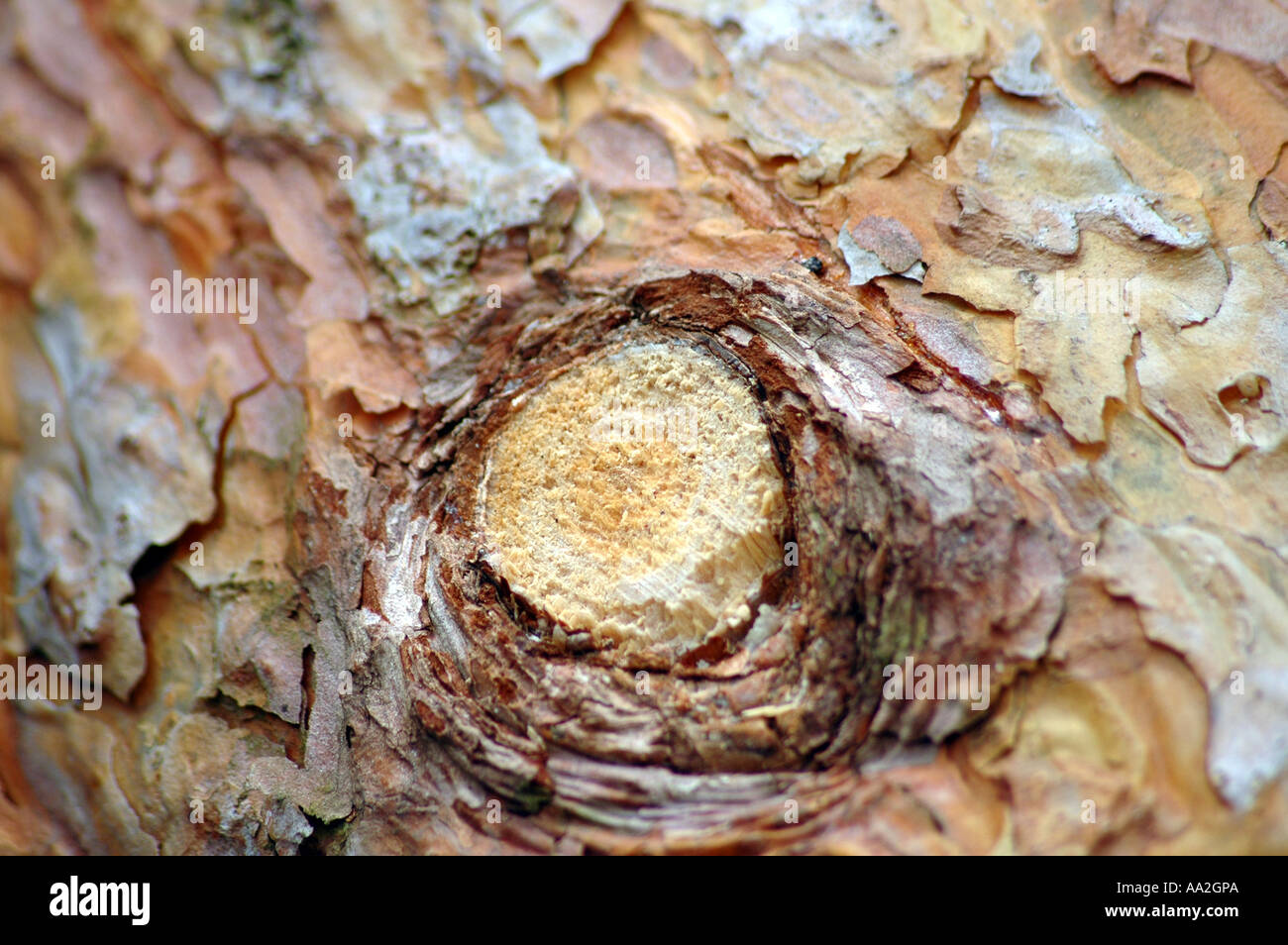 Pinetree bark hi-res stock photography and images - Alamy