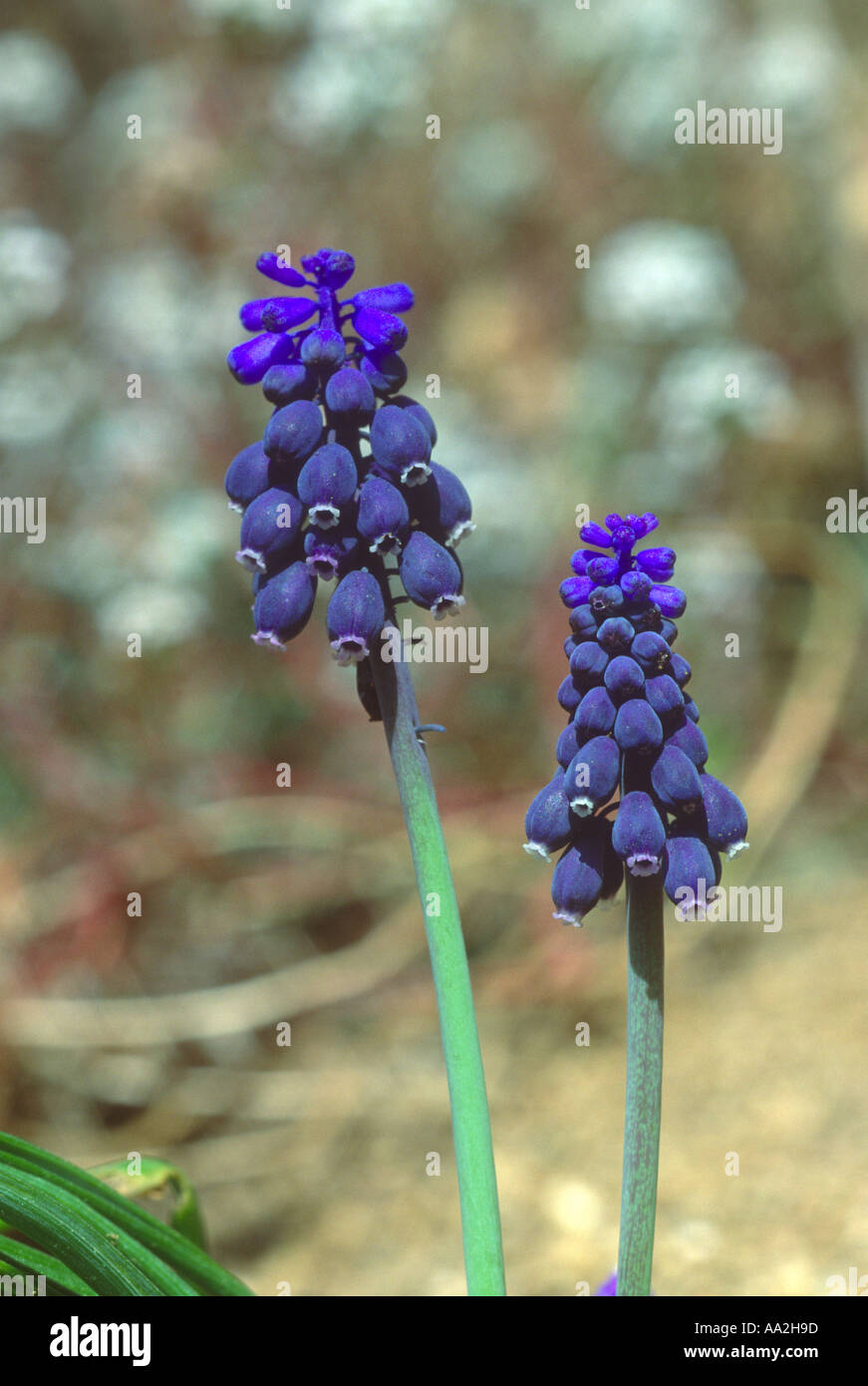 Grape hyacinth plant, Muscari racemosum. Flowers Stock Photo - Alamy