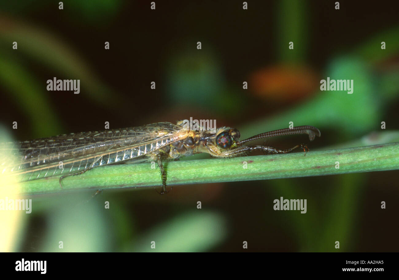 Ant-lion, Myrmeleon formicarius Stock Photo - Alamy