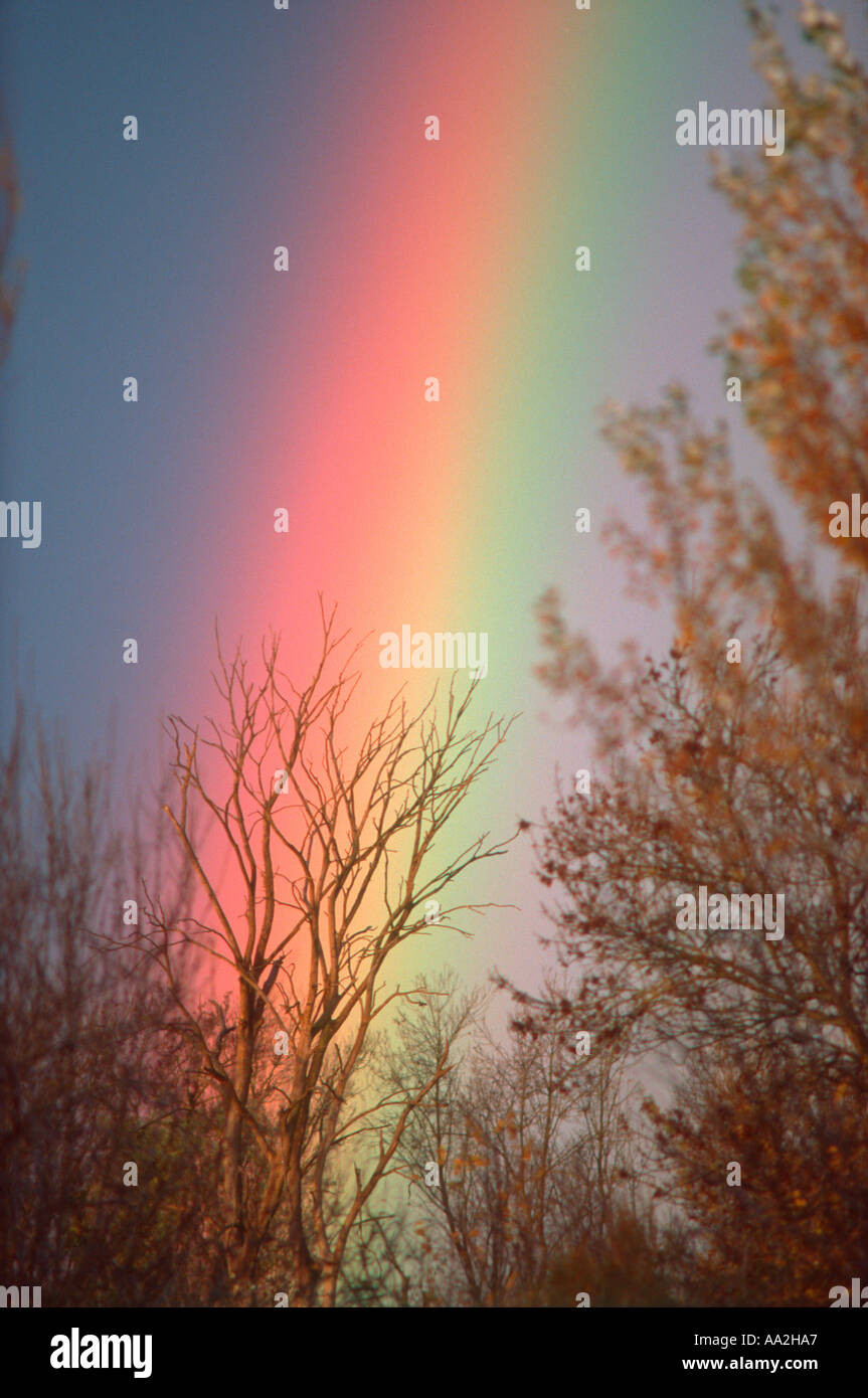 Rainbow over trees Stock Photo - Alamy