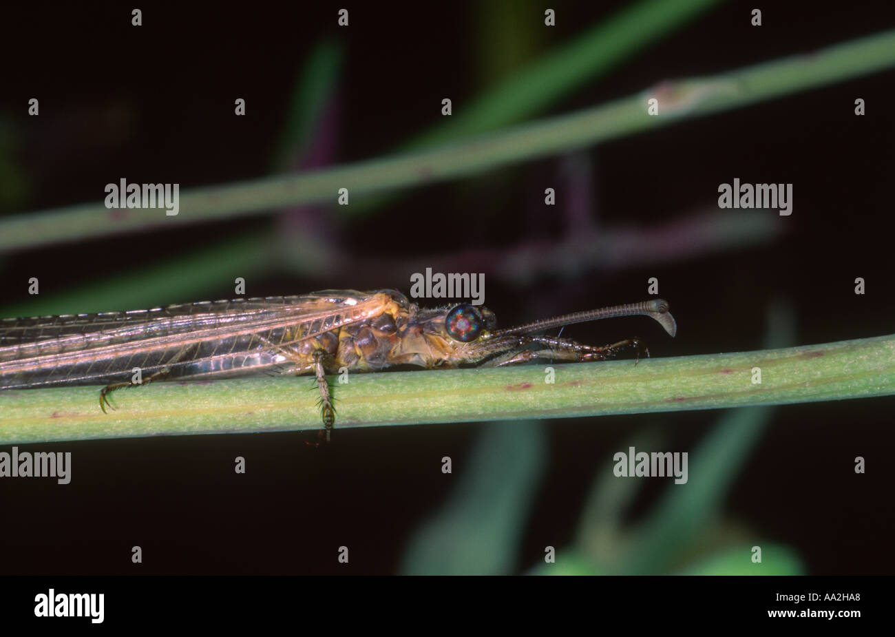 Ant-lion, Myrmeleon formicarius Stock Photo - Alamy