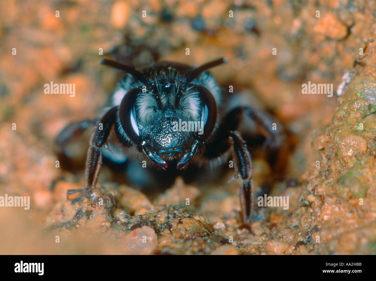 Mining Bee, Family Andrenidae. at nest. Front view Stock Photo - Alamy
