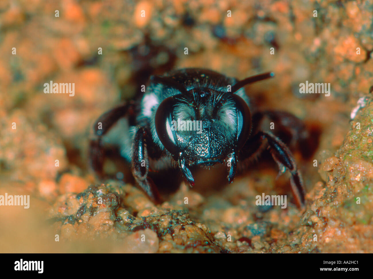 Mining Bee, Family Andrenidae. at nest. Front view Stock Photo - Alamy