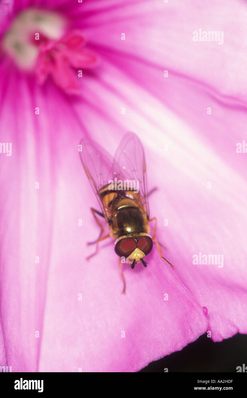 Family syrphidae on flower hi-res stock photography and images - Alamy