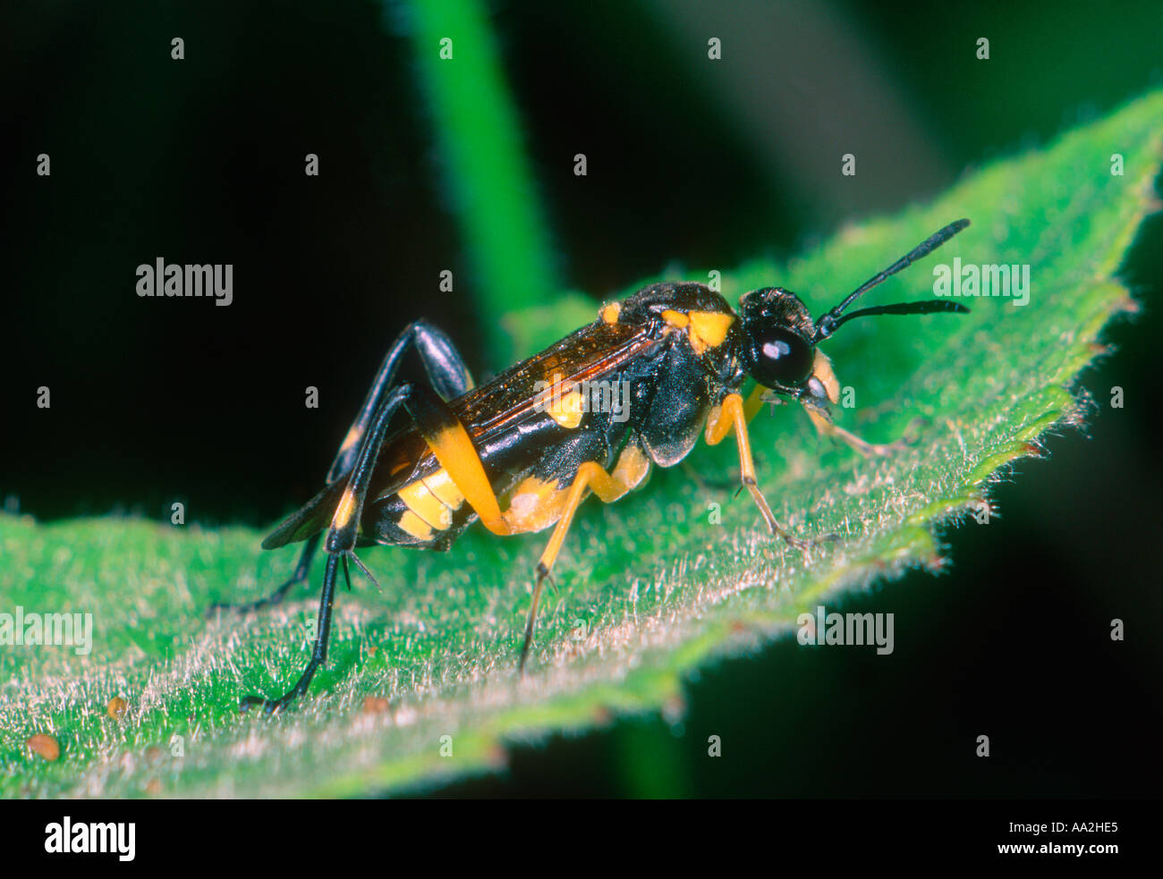 Sawfly, Macrophya rustica. On leaf Stock Photo - Alamy