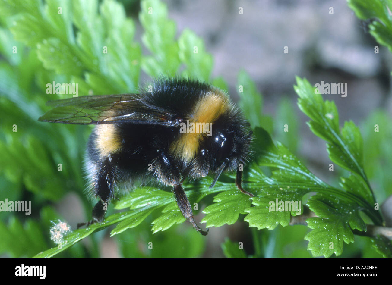 Buff-tailed Bumble Bee, Bombus terrestris. On leaf Stock Photo - Alamy