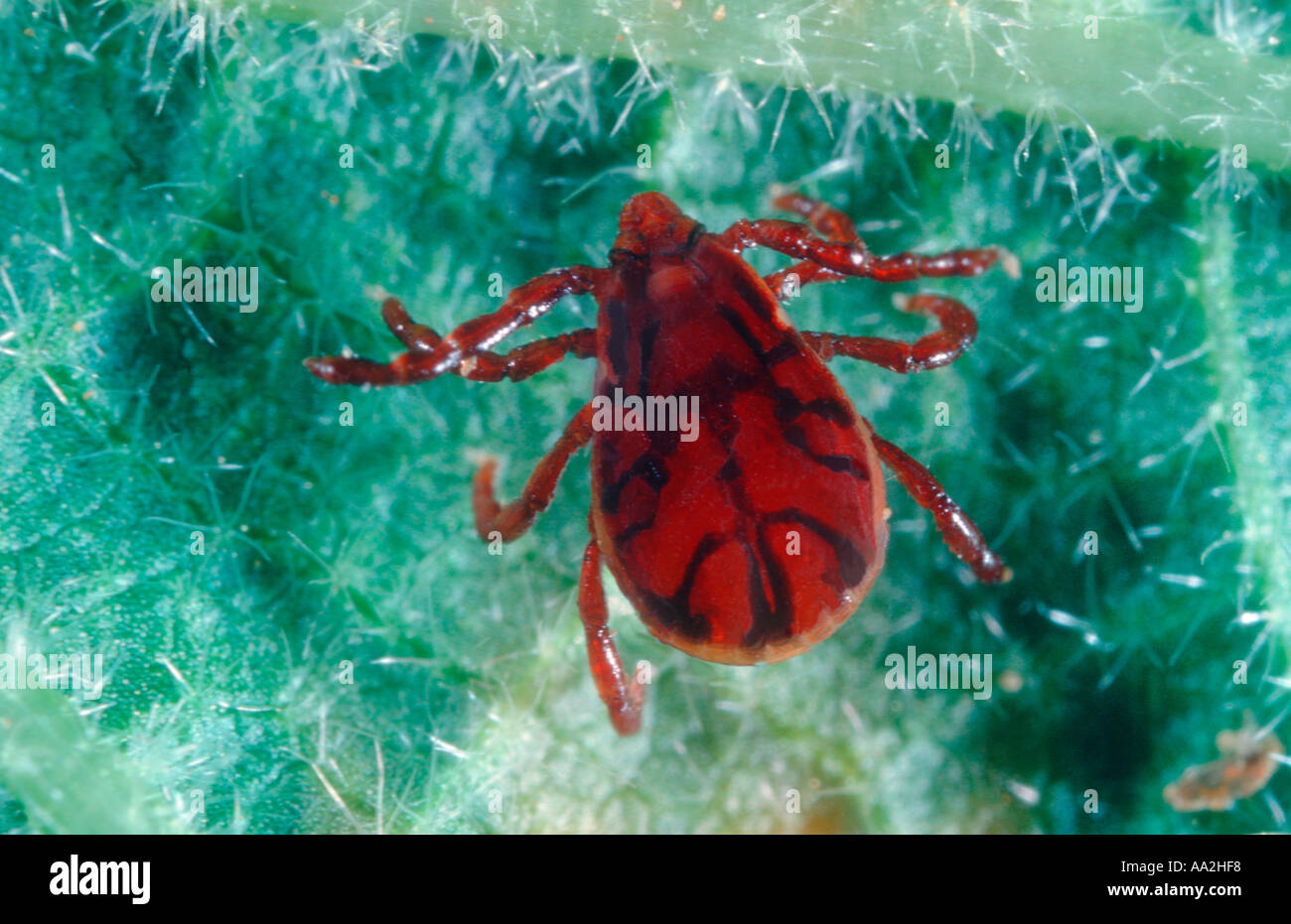 Brown dog tick hi-res stock photography and images - Alamy