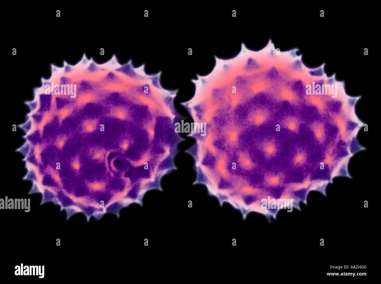 scanning electron micrograph of pollen grain Stock Photo - Alamy scanning electron micrograph of pollen grain Stock Photo - Alamy