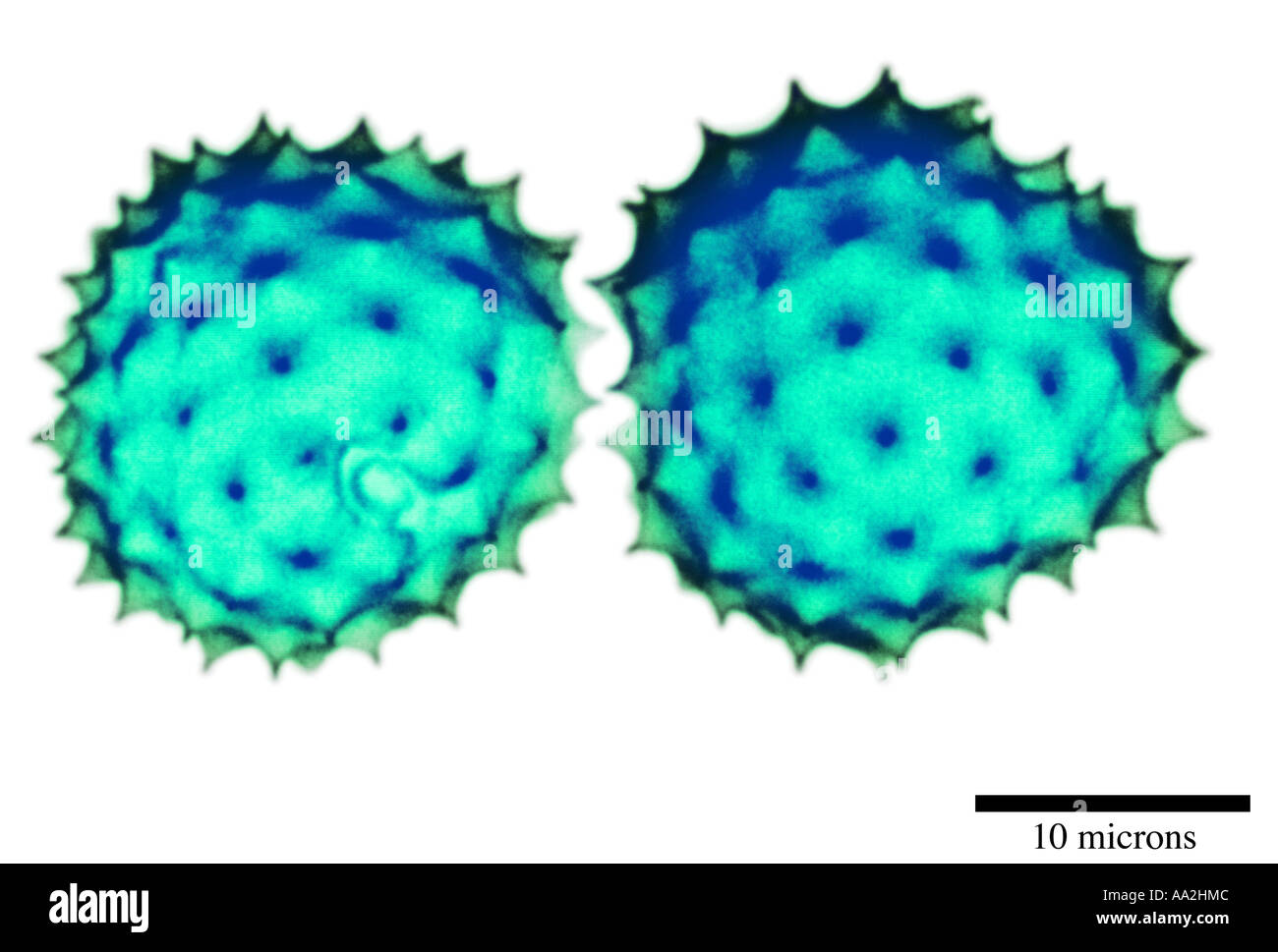 scanning electron micrograph of pollen grain Stock Photo - Alamy
