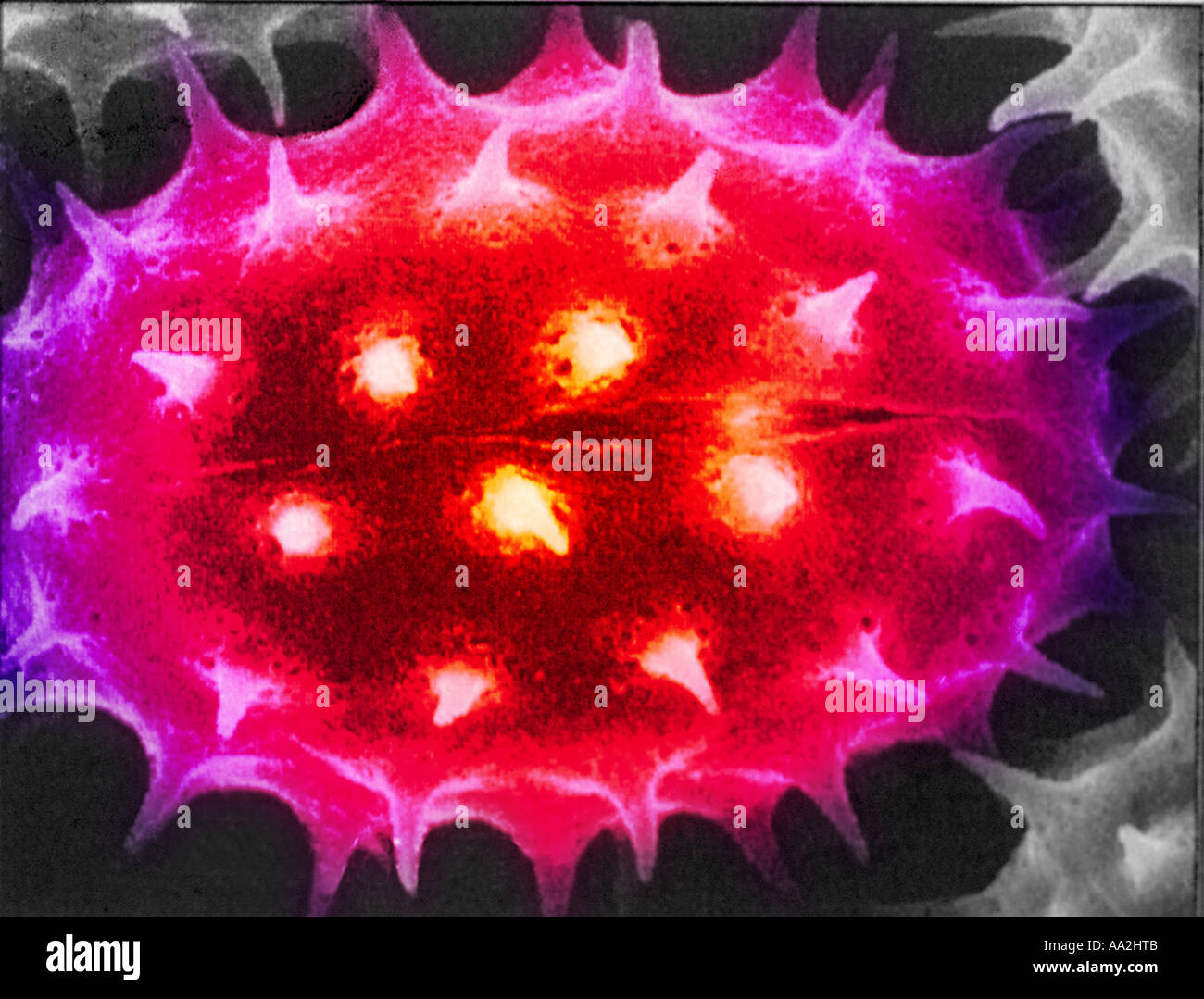 scanning electron micrograph of pollen grain Stock Photo - Alamy